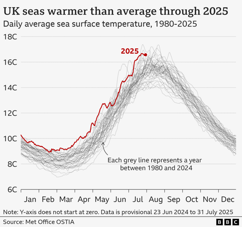 Record warm seas help to bring extraordinary species to UK waters - BBC ...