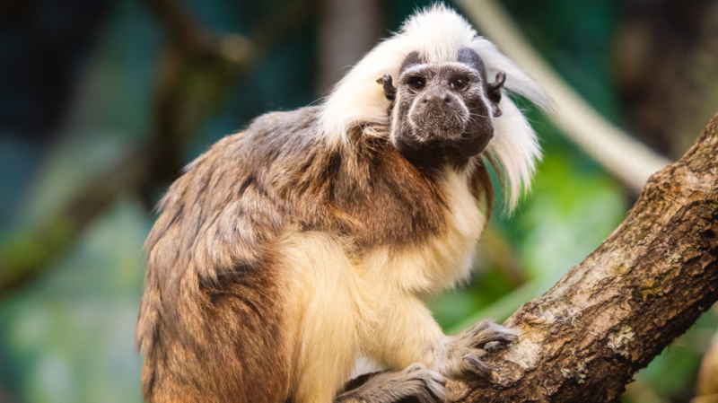 Rare red-faced monkey avoids surgery with CT scan - BBC News