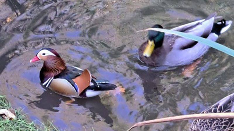 RSPB Big Garden Birdwatch 2024: Your pictures - BBC News