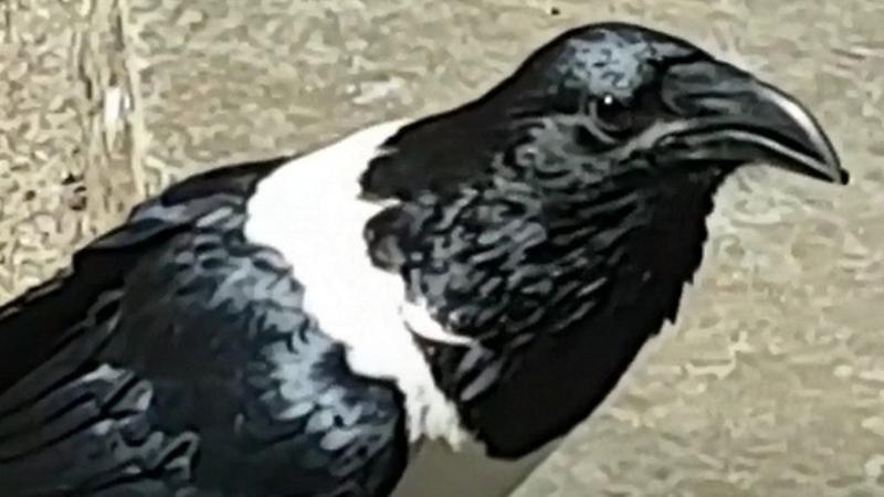 Swearing parrots moved enclosures to help stop their bad language - BBC ...