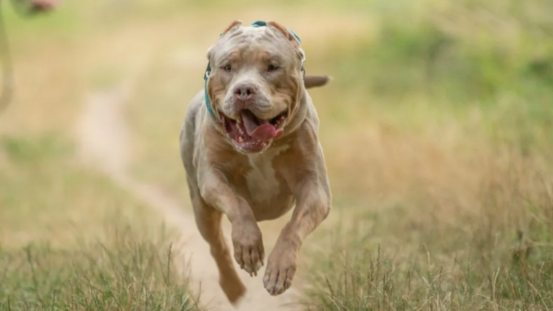 What are Scotland's new rules on XL bully dogs? - BBC News