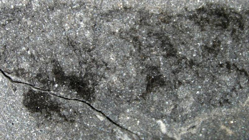 Fossils found in Powys sheep field by researchers - BBC News