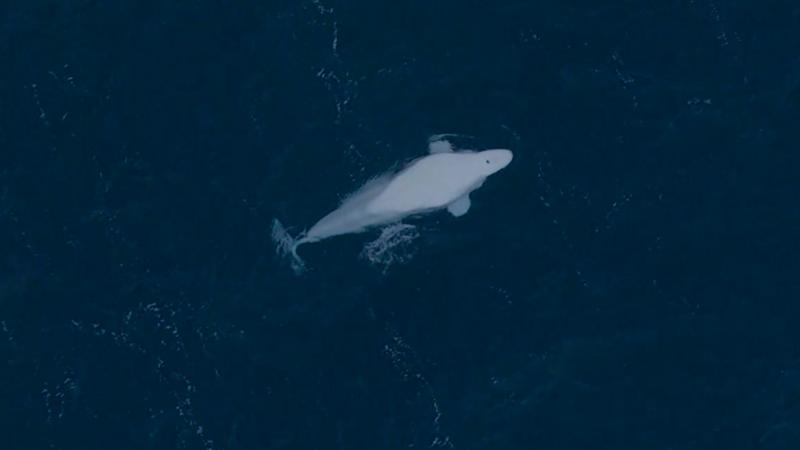 Rare white whale spotted near Shetland - BBC News