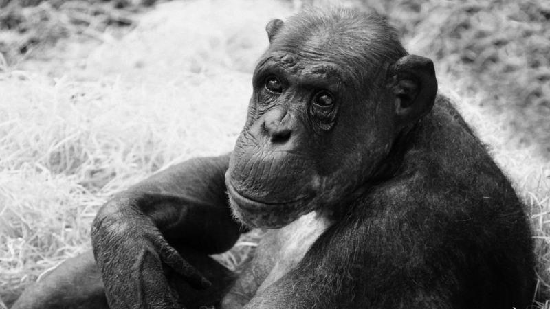 Chimpanzees - BBC News