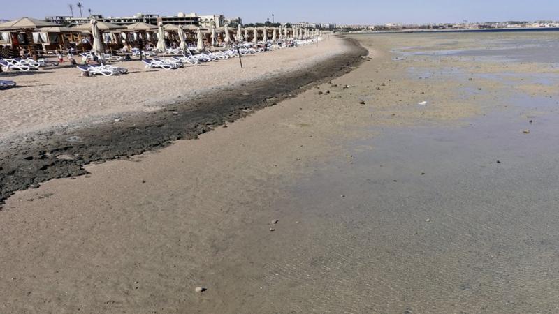 Egypt: Tourist killed in Red Sea shark attack near Marsa Alam area ...
