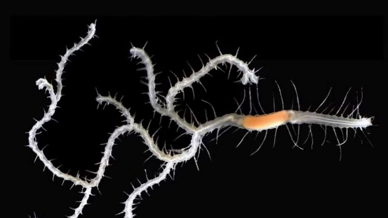 Extremely rare worm fossil with internal organs found by scientists ...