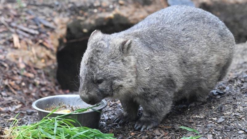 Wombat poop: Scientists reveal mystery behind cube-shaped droppings ...
