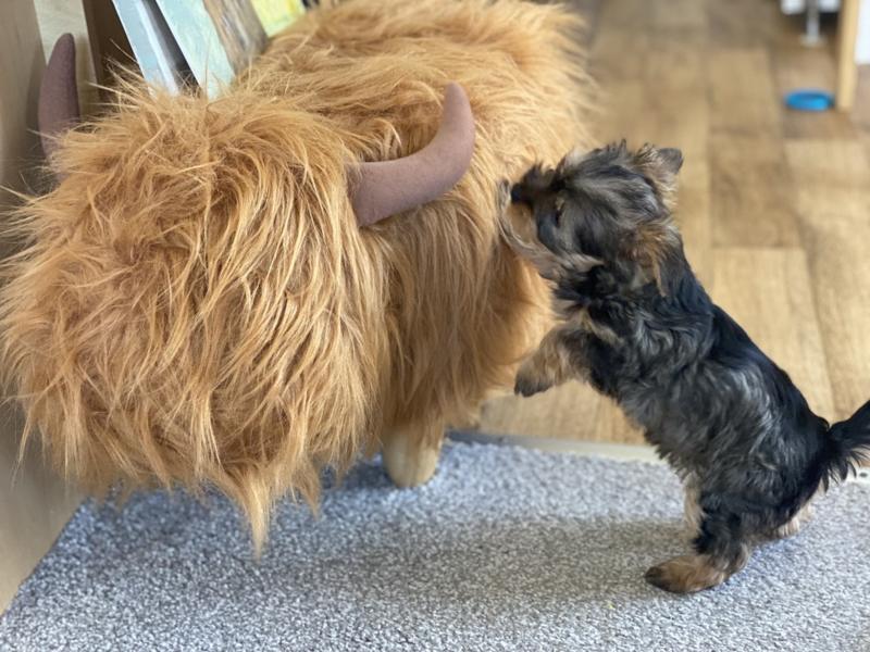 Your pictures of Scotland: 3-10 June - BBC News