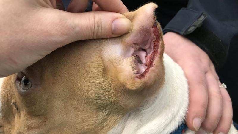 Puppy and kitten smuggling crackdown moves step closer in Commons - BBC ...