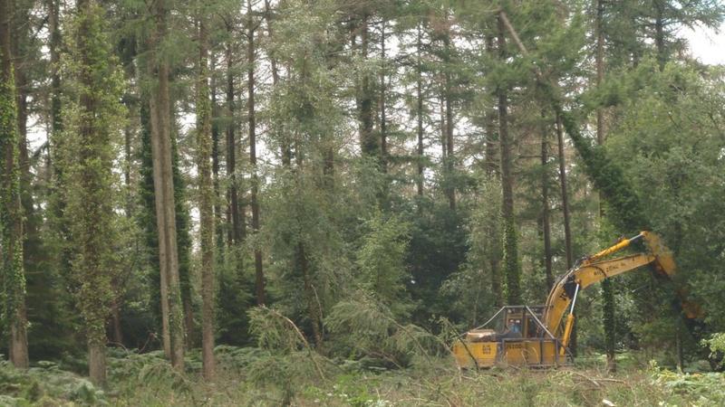 All larch trees to be felled in southern Scotland forests - BBC News