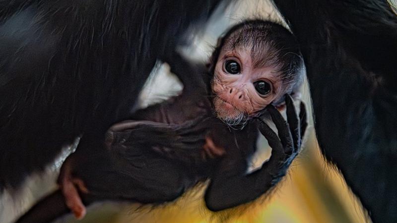 Chester Zoo celebrates birth of rare spider monkey - BBC News
