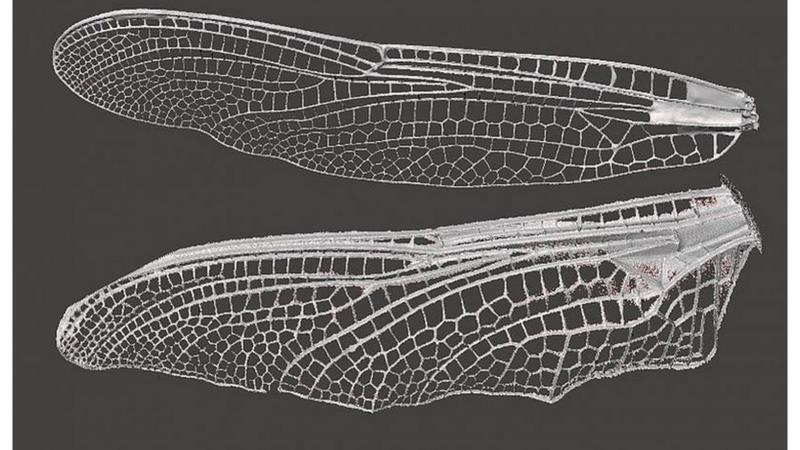 Dragonflies are inspiring future drone designs - BBC Newsround