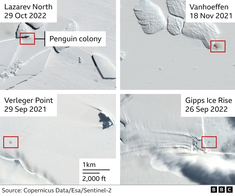 Climate change: Four new emperor penguin groups found by satellite ...