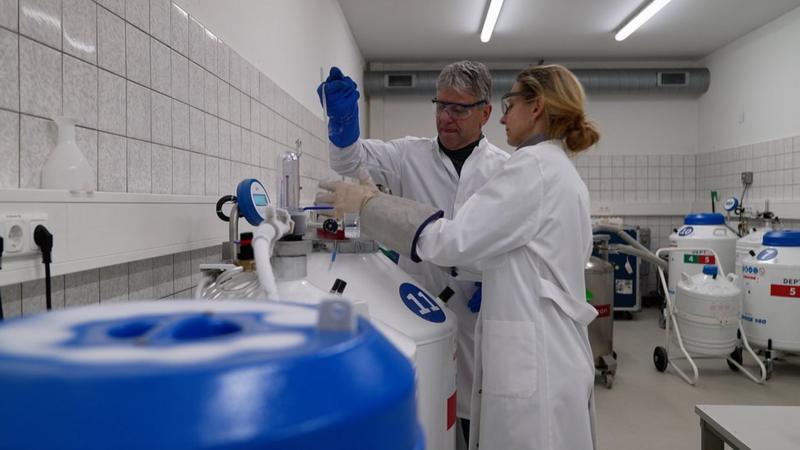 World's first IVF rhino pregnancy 'could save species' - BBC News