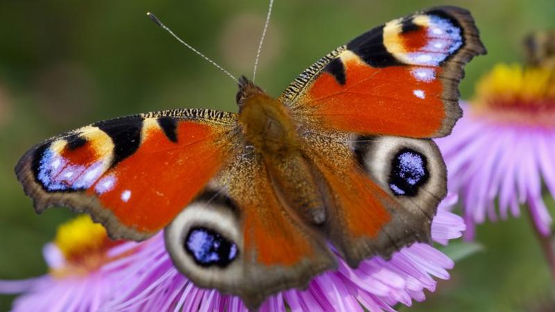 Butterflies: Scientists explain how they fly! - BBC Newsround