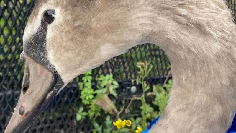 Surrey: Fatal attack on swan leads to fresh call for catapult ban - BBC ...