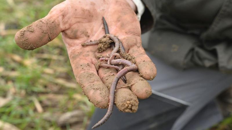 Earthworms' place on Earth mapped - BBC News