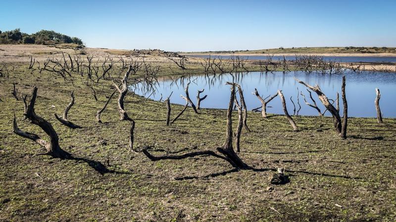 Where has a drought been declared, and what does it mean? - BBC News