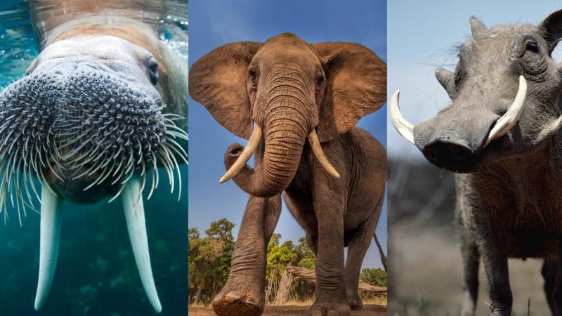 Where did tusks come from? Why do only some animals have them? - BBC ...