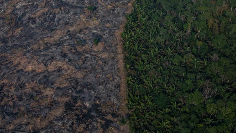 Amazon rainforest: Brazil's plan to end forest clearance by 2030 - BBC ...