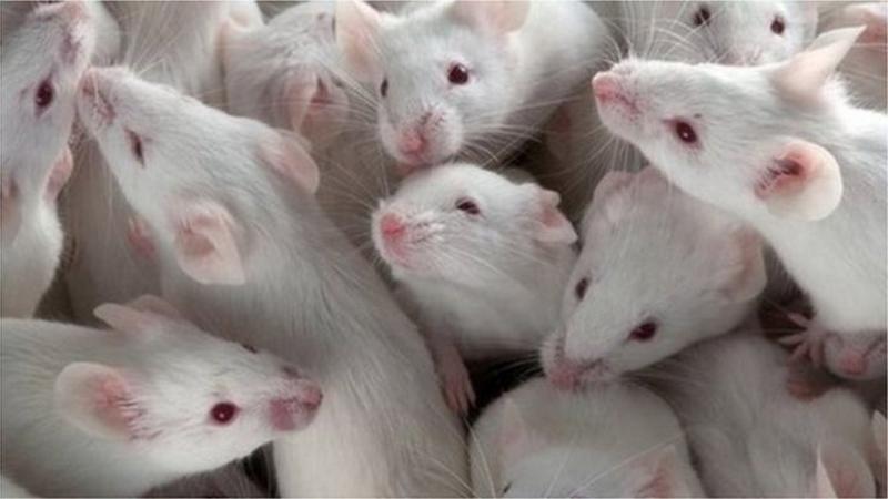 Animal testing: Which ones are used in UK experiments? - BBC News