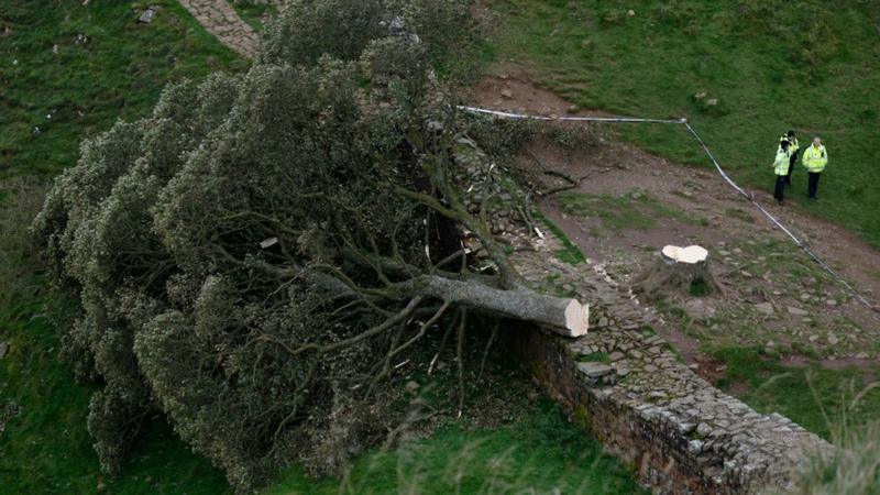 Sycamore Gap: Famous tree at Hadrian's Wall cut down illegally - BBC ...