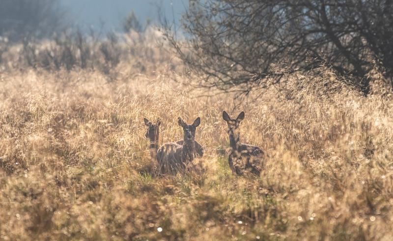 Your pictures of Scotland: 26 April - 3 May - BBC News