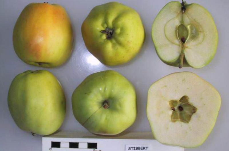 Hundreds of rare cider apples preserved in West country - BBC News