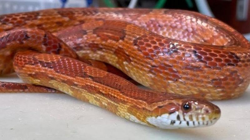 Escaped 18ft python on roof of house in Chandler's Ford - BBC News