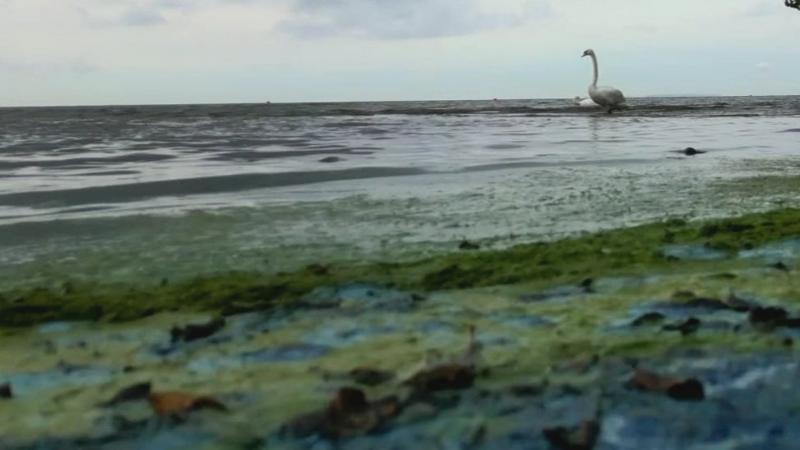 Blue-green algae map shows extent of Lough Neagh problems - BBC News