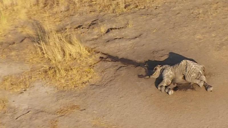 New report confirms grim outlook for elephants - BBC News