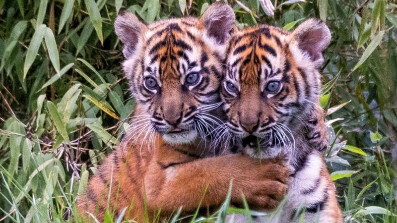 Largest Sumatran tiger litter in the UK born in Pembrokeshire - BBC News