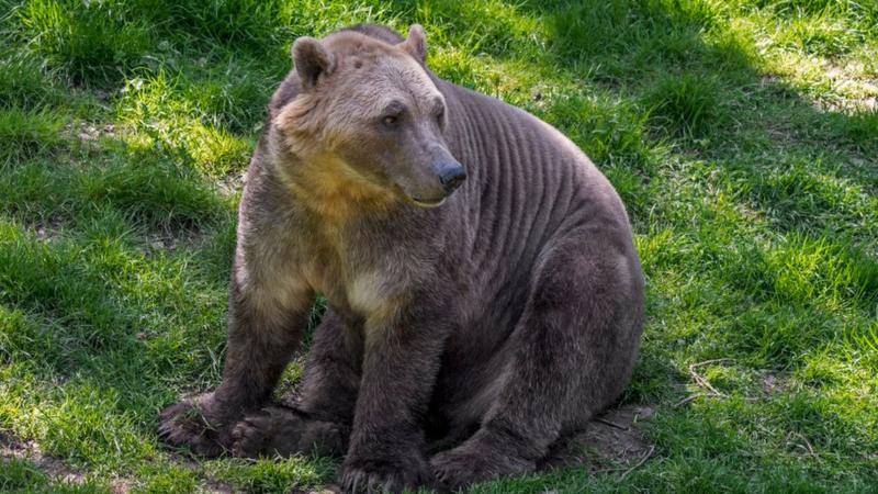 Have you ever heard of a 'pizzly' bear? - BBC Newsround