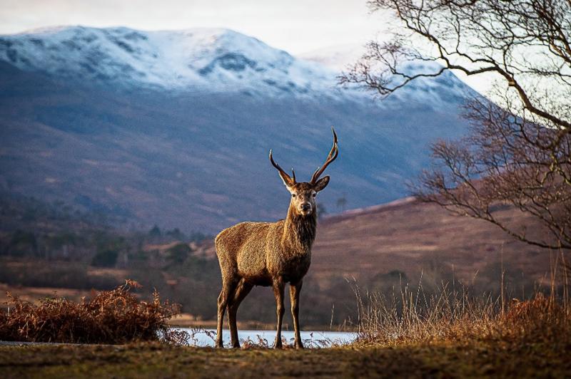 Your pictures of Scotland: 24 - 31 December - BBC News
