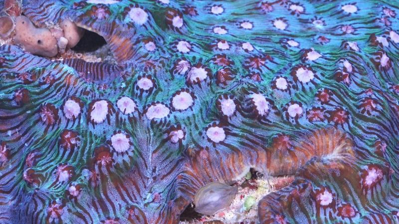 Amazing discoveries at Australian coral reef - BBC Newsround