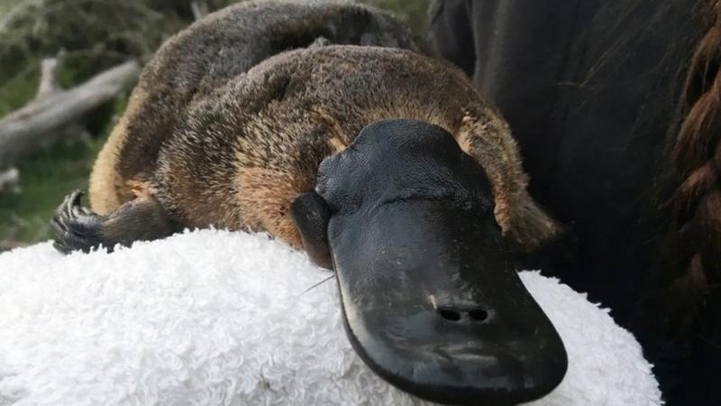 Platypus habitat 'has shrunk by 22%' since 1990 - BBC News
