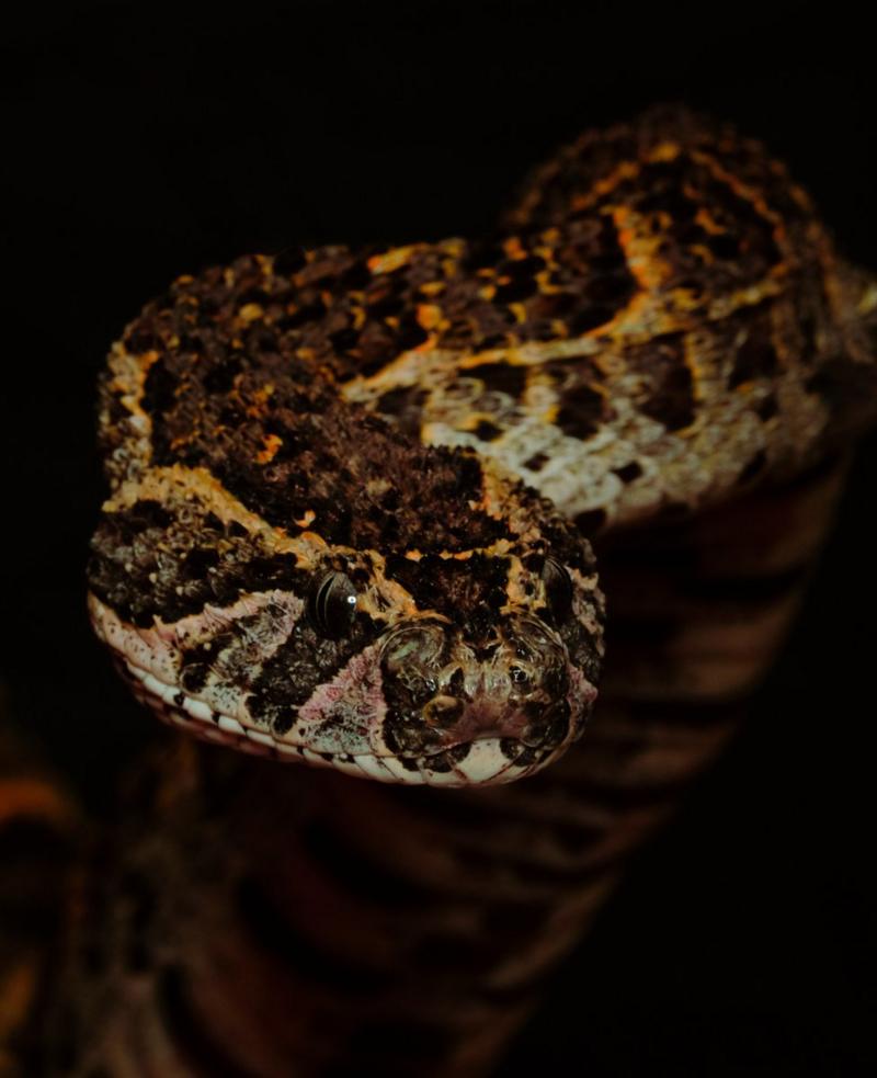Face to face with DR Congo's deadly vipers - BBC News