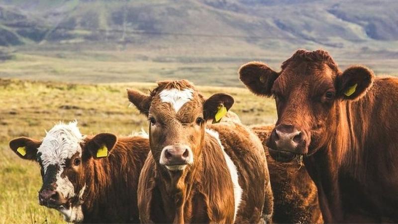 Crofting Commission chief says body wants to be more efficient - BBC News