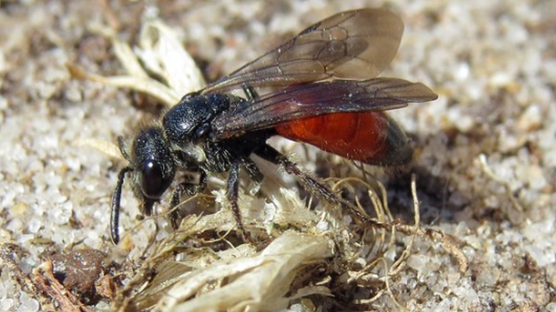 Bees: Twenty one species in NI 'at risk of extinction' - BBC News