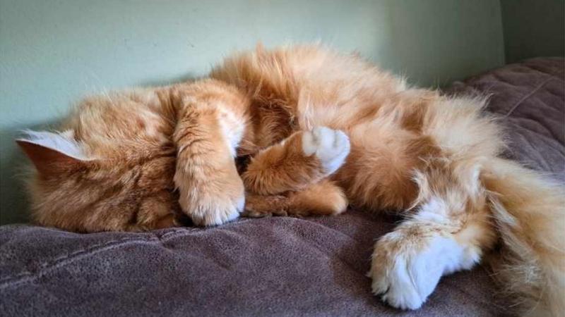What makes ginger tom cats so adventurous? - BBC News