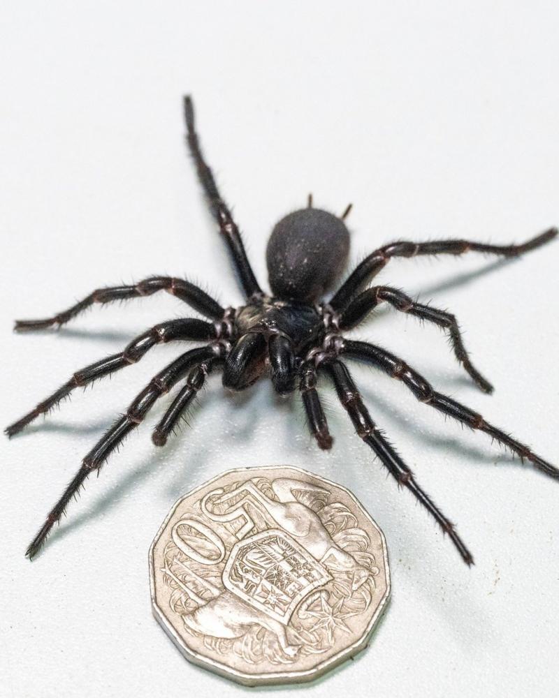 Meet Hercules, the biggest deadly Sydney funnel-web male spider ever ...