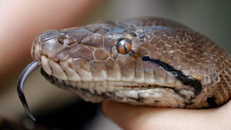 Study suggests humans should eat more snakes - BBC Newsround