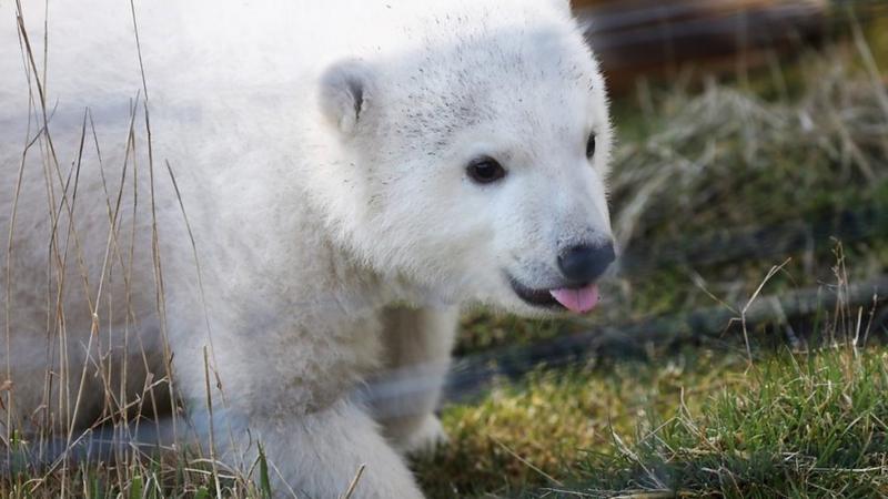 Polar bear taken in at Jimmy Doherty's zoo in Suffolk - BBC News