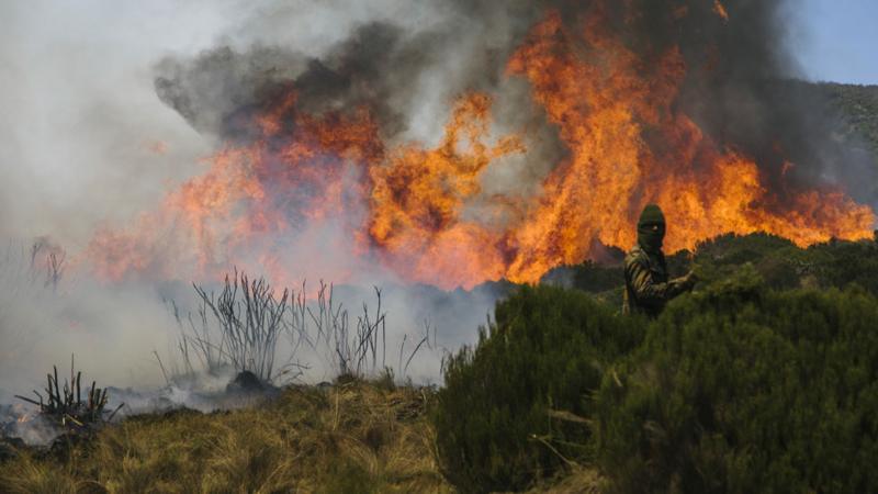 Mount Kenya wildfire: Marijuana farmers blamed - BBC News