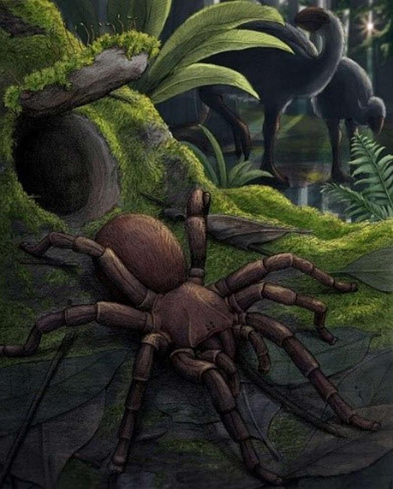 Fossil of a 'giant' Trapdoor spider found in Australia - BBC Newsround