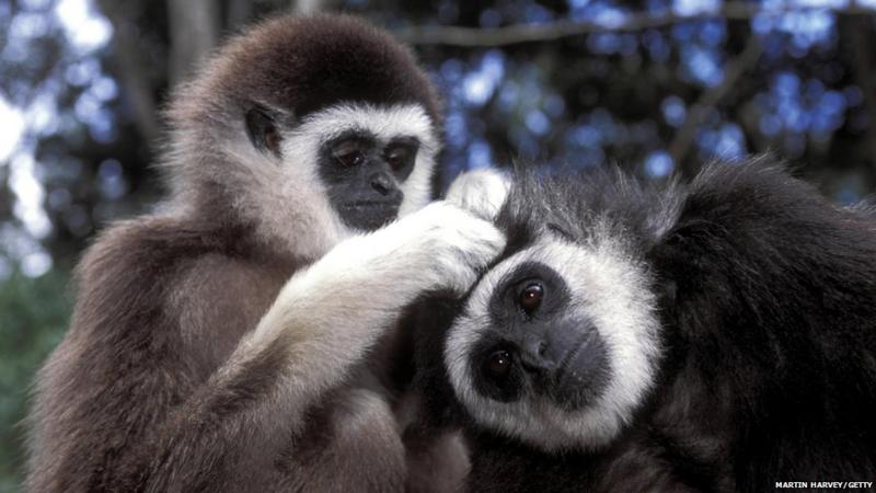 Singing animals: Gibbons found to sing together in a similar rhythm to ...