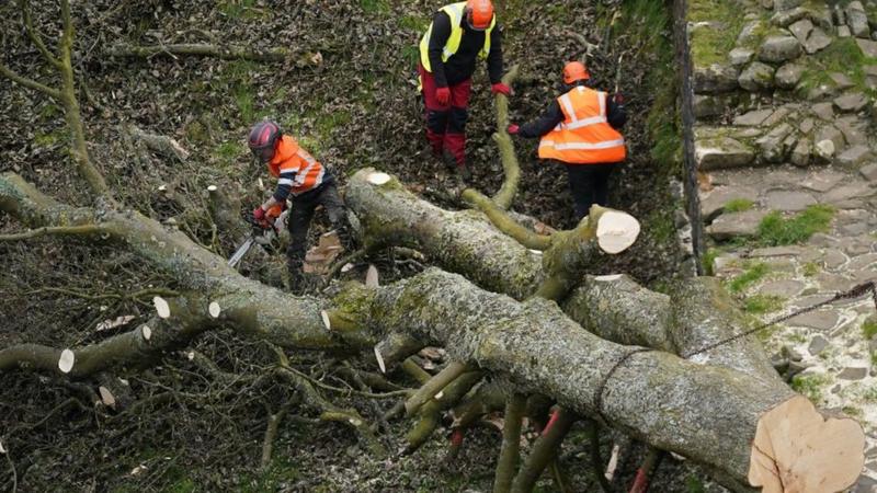 Sycamore Gap: Cutting up Hadrian's Wall tree 'like a funeral' - BBC News