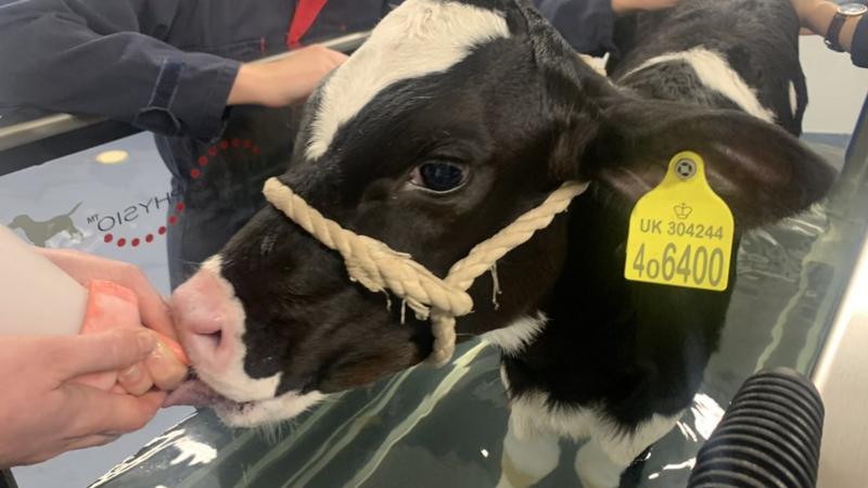 David Gregory-Kumar - BBC News