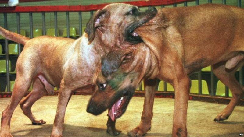 The dog breeds that are banned in the UK and why - BBC News