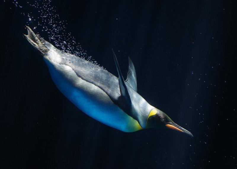 Climate change: Thousands of penguins die in Antarctic ice breakup ...